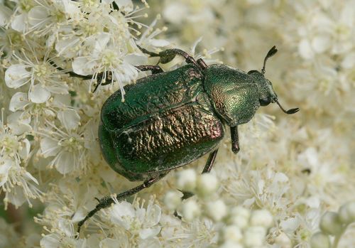 Introduction to the Noble Chafer _Gnorimus nobilis_ (Linnaeus, 1758 ...