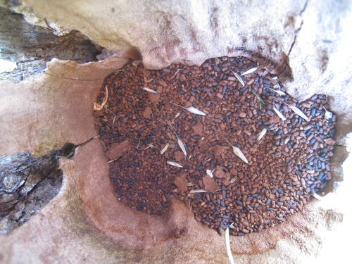 Introduction to the Noble Chafer _Gnorimus nobilis_ (Linnaeus, 1758 ...