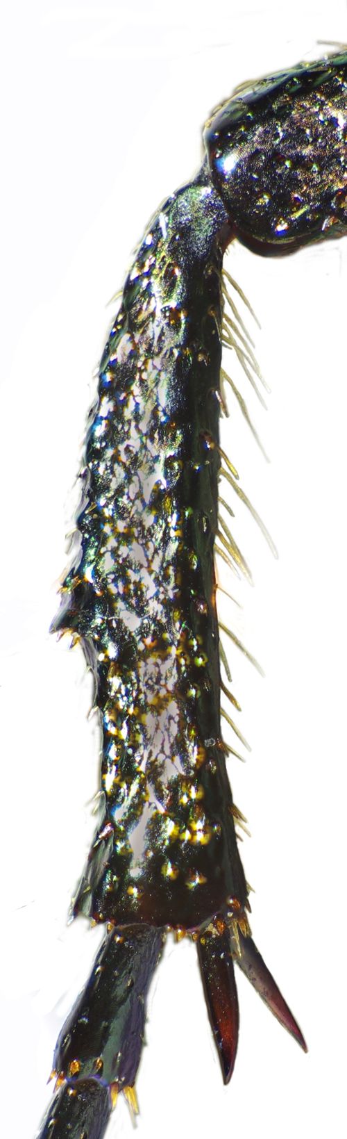 Introduction to the Noble Chafer _Gnorimus nobilis_ (Linnaeus, 1758 ...