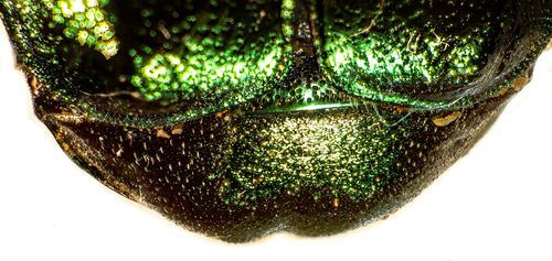 Introduction to the Noble Chafer _Gnorimus nobilis_ (Linnaeus, 1758 ...