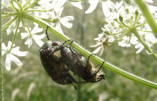 Introduction to the Noble Chafer _Gnorimus nobilis_ (Linnaeus, 1758 ...