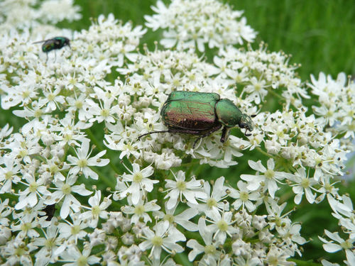 Recording in traditional orchards